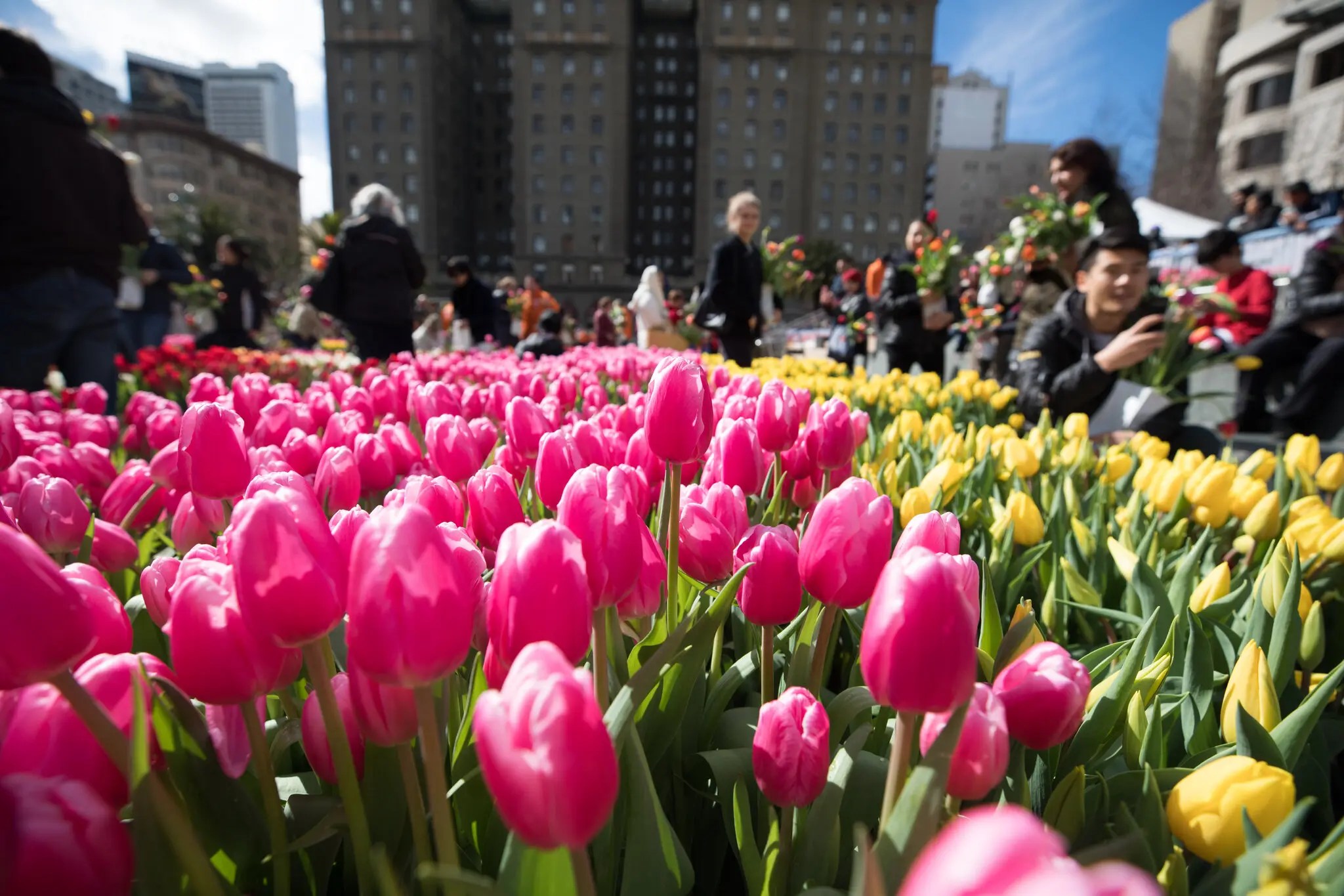 Tulip Day: Everything You Need To Know About It