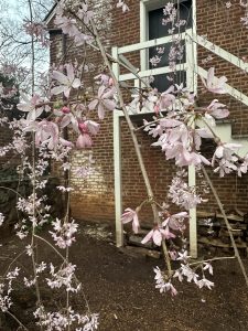 Spring has Sprung: 3 Ways to Romanticize College Life In The Spring